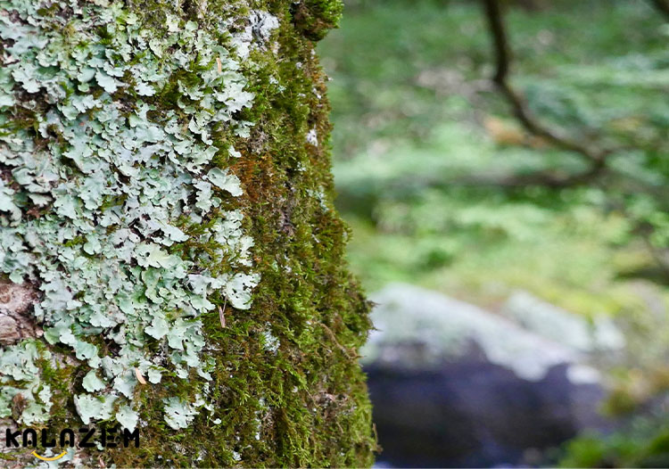 با خزه سبز شوید! پرورش و رشد خزه در باغ و باغچه | مجله کالازم